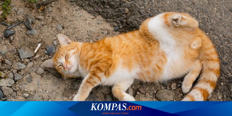 5 Alasan Mengapa Kucing Suka Berguling di Tanah