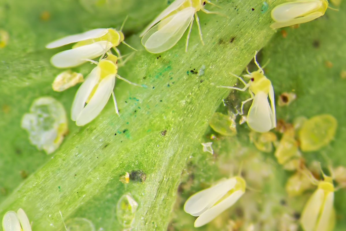 5 Cara Basmi Kutu Kebul yang Menyerang Tanaman