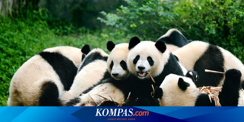 Kenapa Bulu Panda Berwarna Hitam dan Putih? Ini Penjelasannya