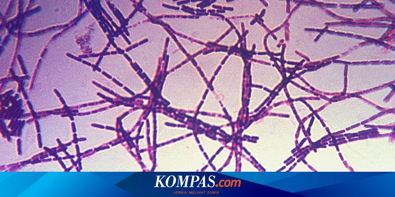 12 Warga Gunungkidul Dipastikan Positif Antraks