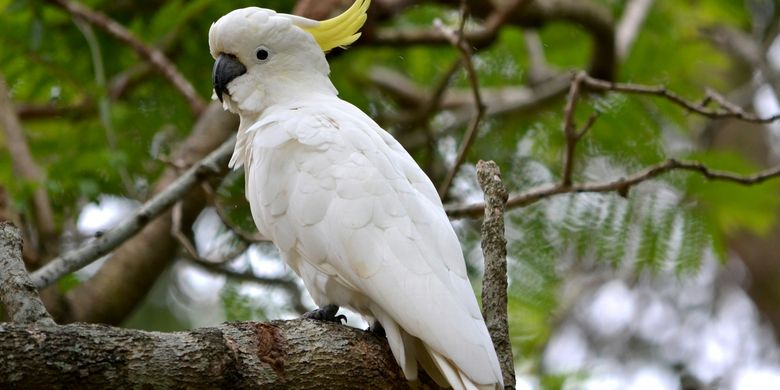 Apa Flora dan Fauna yang Berada di Sebelah Timur Garis Weber? Ini ...