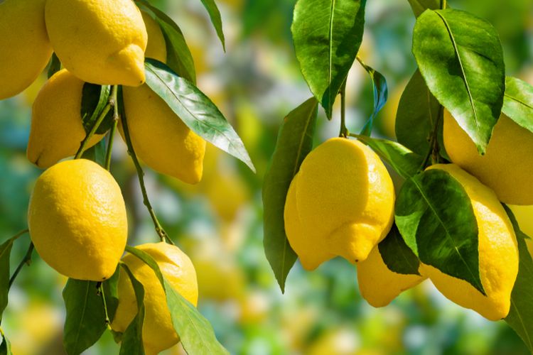 4 Penyebab Daun Tanaman Lemon Menguning dan Cara Mengatasinya