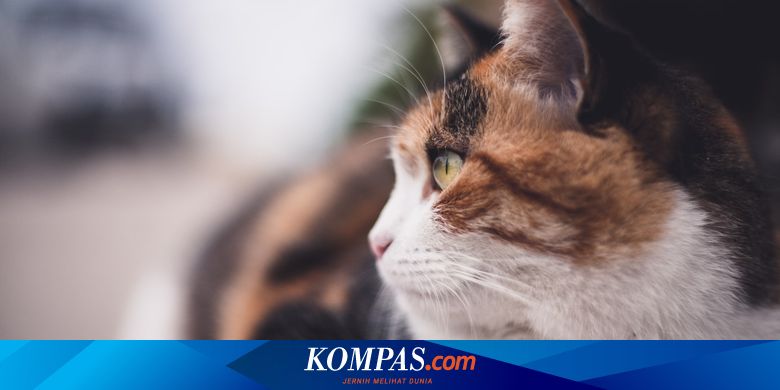 7 Fakta Menarik Calico, Si Kucing Belang Tiga