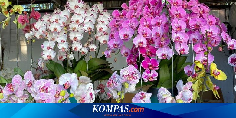5 Tempat Terlarang Menanam Anggrek di Rumah, Bikin Mati