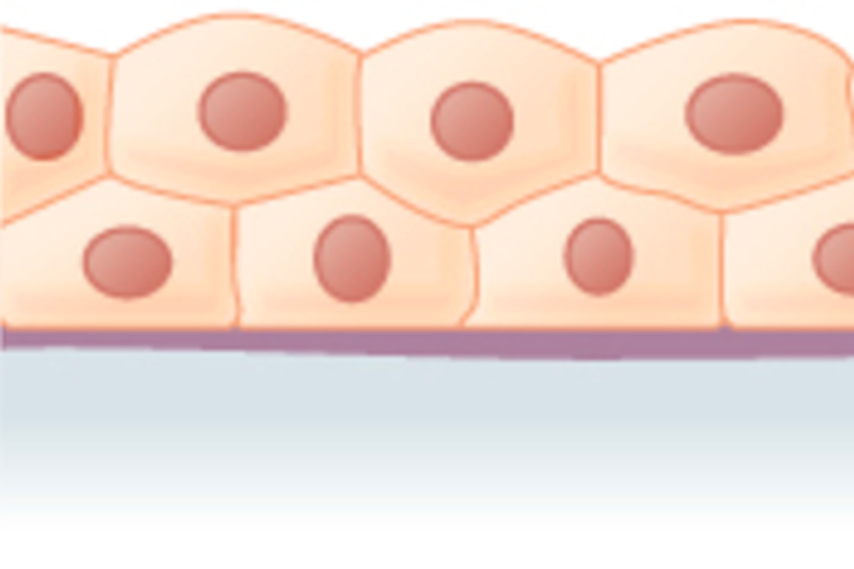 Jaringan Epitel Kubus Berlapis: Pengertian, Letak, dan Fungsinya