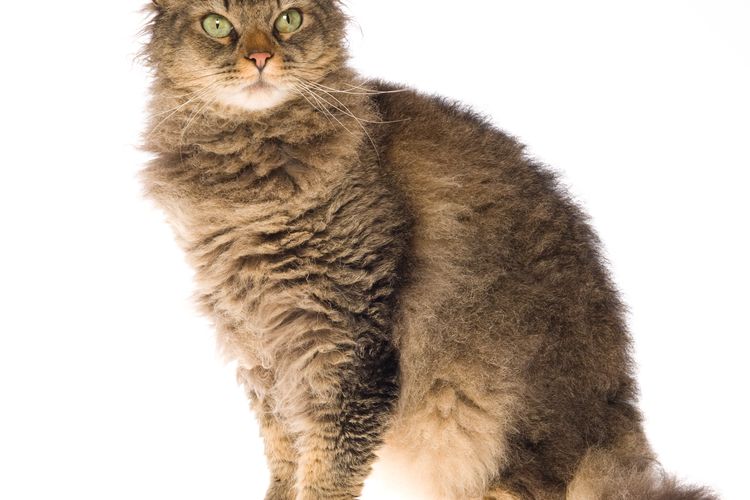 10 Ras Kucing Populer Asal Amerika Serikat, Penampilannya Unik