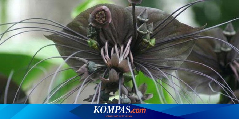 Bunga Setan, Berwajah Kelelawar Berwarna Hitam