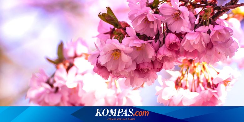 6 Bunga yang Warnanya Pink, Cocok Menjadi Tanaman Hias di Rumah