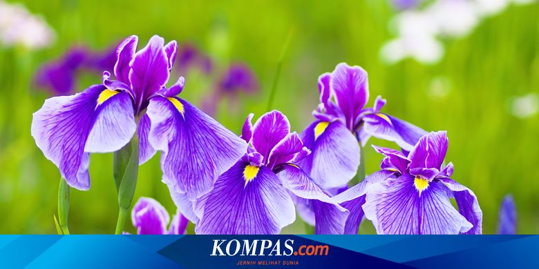 Mengenal Asal Usul dan Arti Bunga Iris Berdasarkan Warnanya