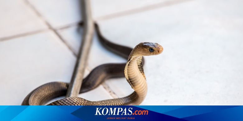 Ada Ular di Rumah, Ini yang Sebaiknya Dilakukan