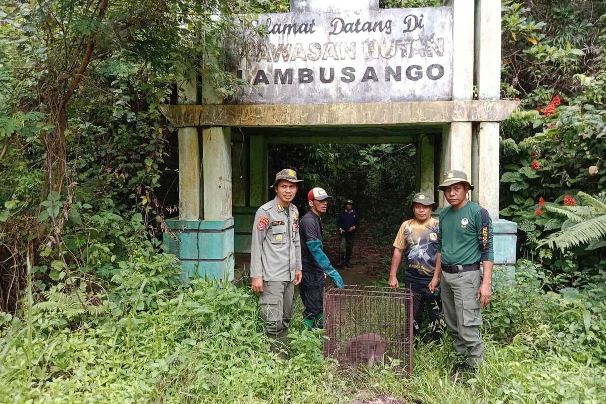 BKSDA Lepas Liarkan Seekor Monyet Endemi Buton ke Hutan Lambusango