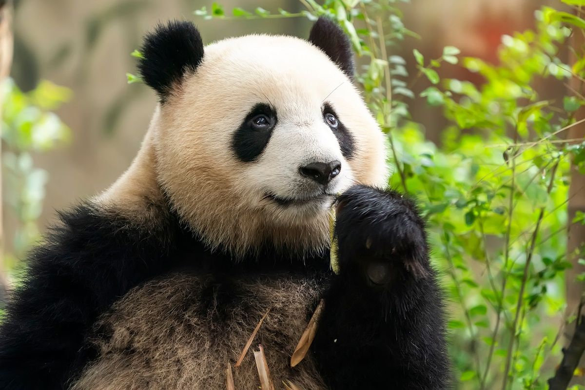 Sketsa Kolase Hewan Panda