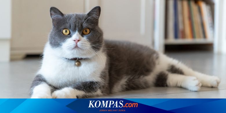 6 Ras Kucing Berwajah Datar yang Lucu dan Berbulu Indah