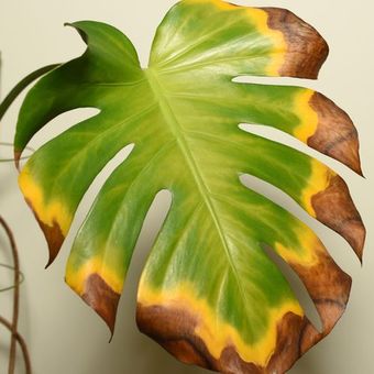 8 Penyebab Daun Tanaman Dalam Ruangan Menguning