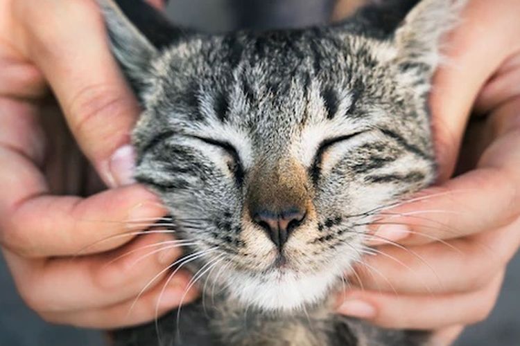 5 Tips Sederhana untuk Membuat Kucing Selalu Bahagia