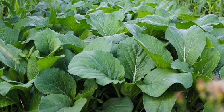 Cara Budidaya Caisim dengan Mudah, Bisa Panen Setelah 21 Hari