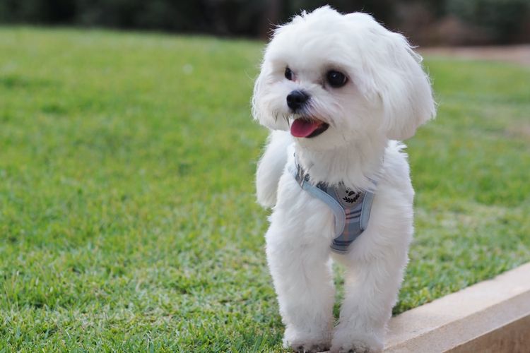 Perbedaan Anjing Maltese Vs Pudel, Mirip Tapi Tak Sama