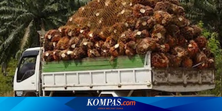 Pungutan Ekspor CPO Naik Jadi 10 Persen Mulai 17 Mei 2025