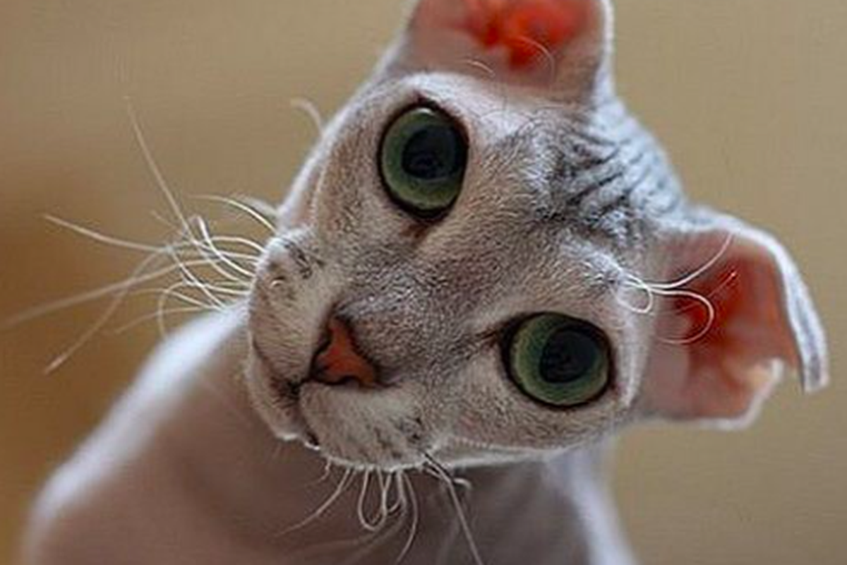 7 Fakta Menarik Tentang Warna Mata Kucing