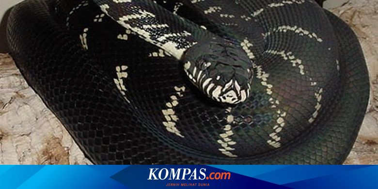 Mengenal Sanca Bulan Endemik Papua: Ular Pemalu, Menggigit jika Diprovokasi