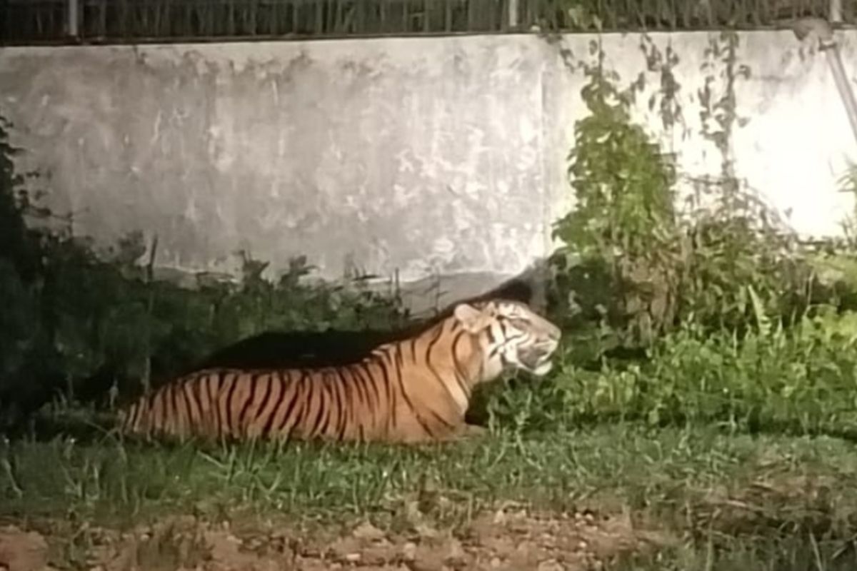 Harimau Sumatera Masuk Kawasan Pabrik di Dumai, Aktivis Lingkungan ...