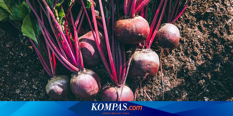4 Sayuran Akar yang Mudah Tumbuh Subur