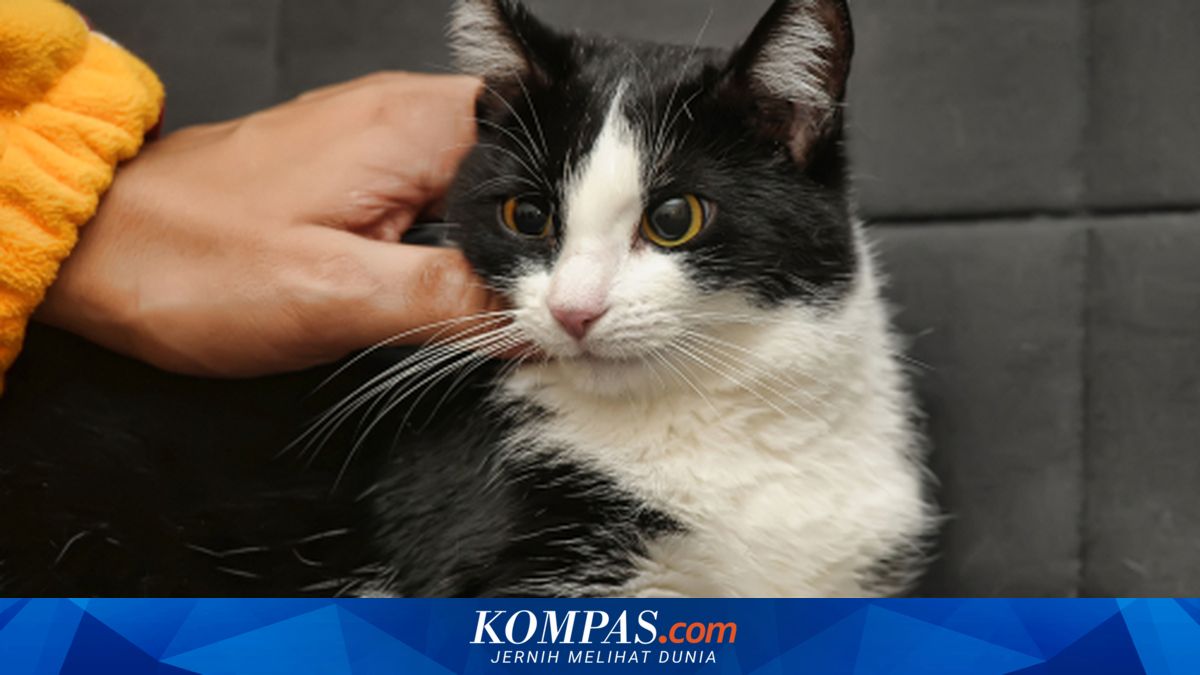 3 Bagian Tubuh Kucing yang Tidak Boleh Disentuh
