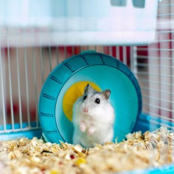 Panduan Lengkap Makanan Hamster, Ini yang Boleh dan Harus Dihindari
