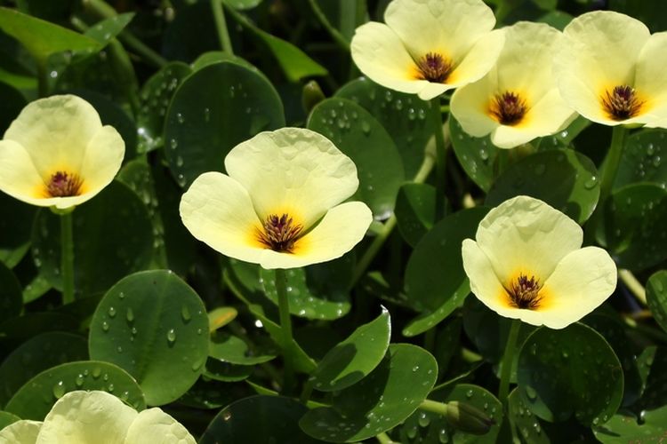 7 Bunga yang Dapat Ditanam dan Tumbuh Subur di Air, Bikin Cantik Kolam