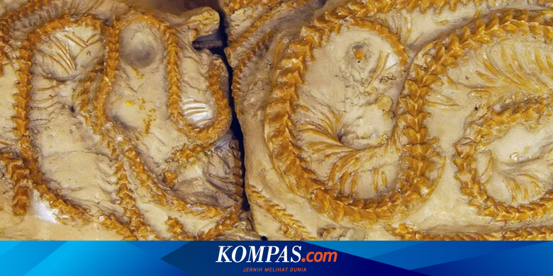 Fosil Langka Ular Berusia 38 Juta Tahun Ungkap Misteri Evolusi Boa
