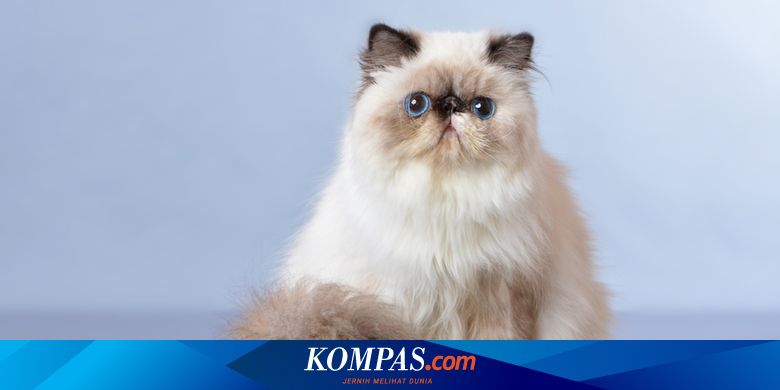 10 Ras Kucing Paling Populer di Dunia, Ada Persia hingga Main Coon
