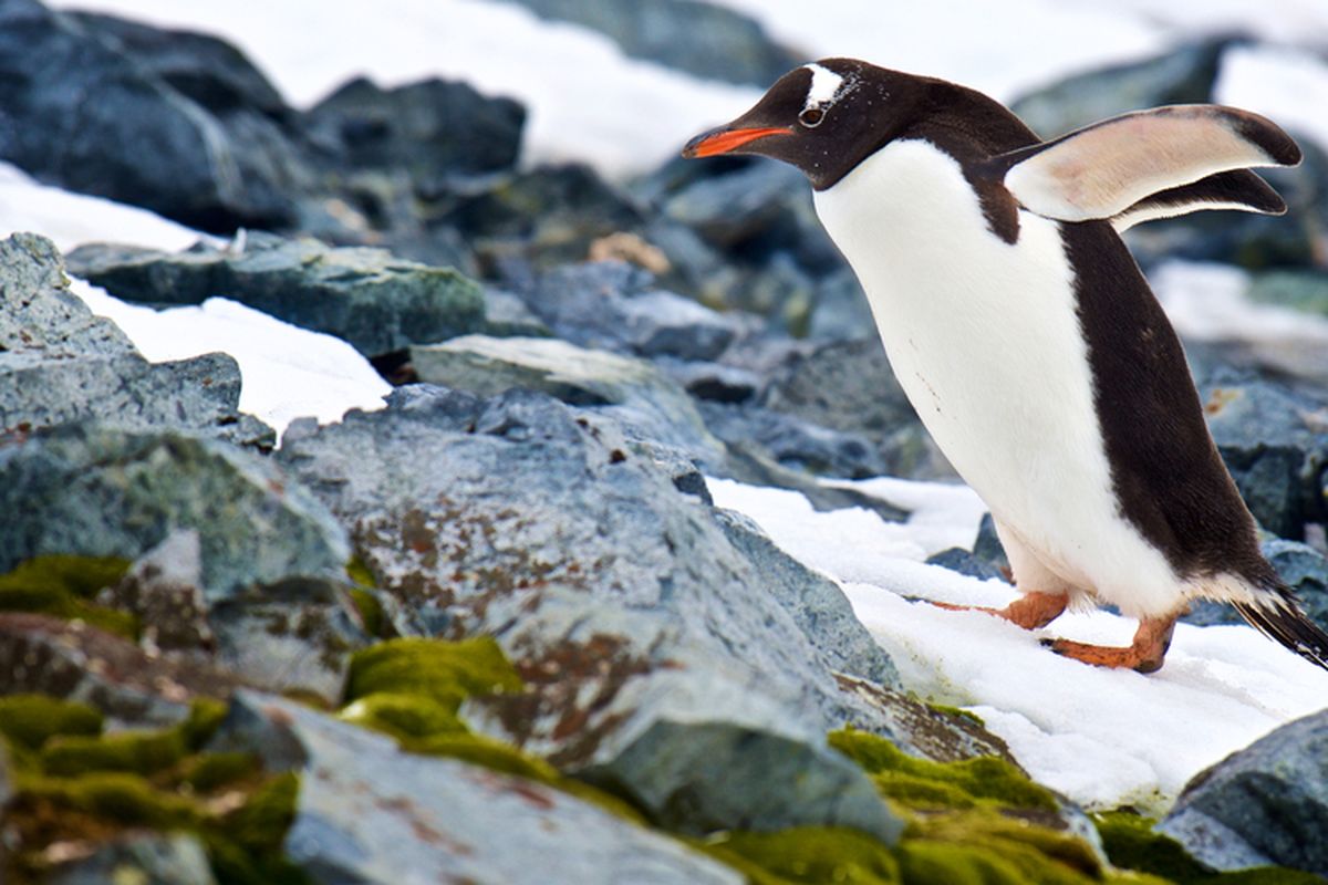 Ilmuwan Temukan Fakta Penguin Bisa Tidur Ribuan Kali dalam Sehari