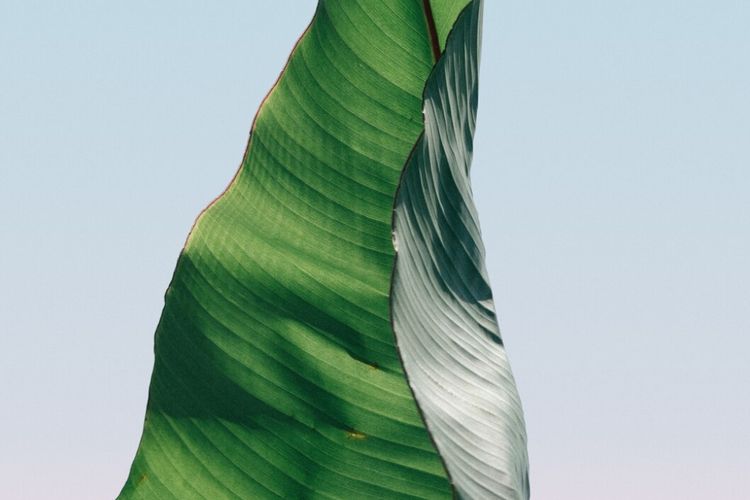 6 Cara Simpan Daun Pisang agar Tahan hingga 6 Bulan