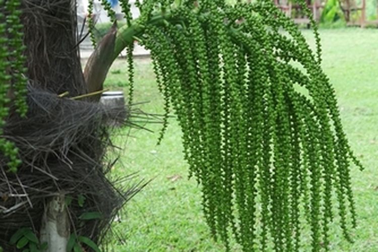 5 Tahapan Budidaya Aren yang Benar agar Pertumbuhannya Maksimal