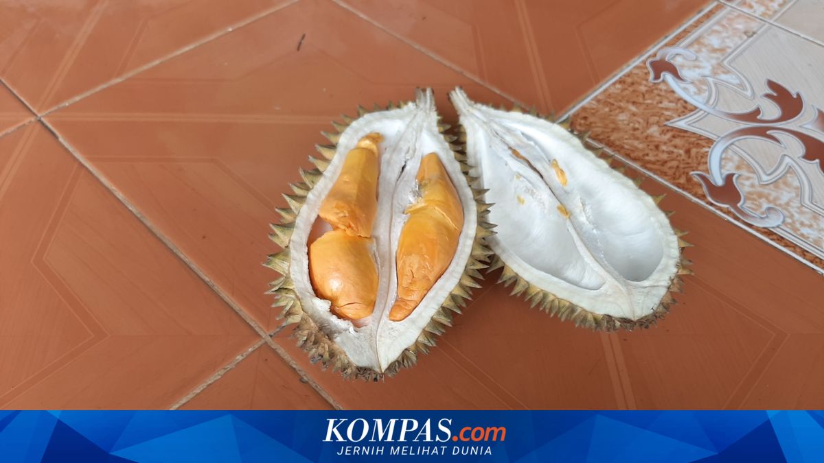 Kencono Rukmi, Durian Emas Gunungkidul yang Jarang Diketahui