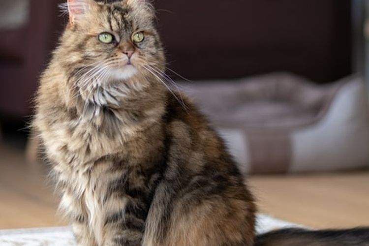 Fakta Kucing Maine Coon yang Perlu Diketahui