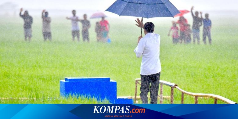 Berita Harian Jokowi-berjalan-di-sawah-saat-hujan-deras Terbaru Hari ...
