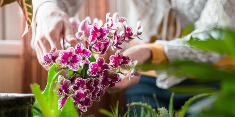 3 Cara Perbanyakan Bibit Anggrek, Mudah dan Praktis