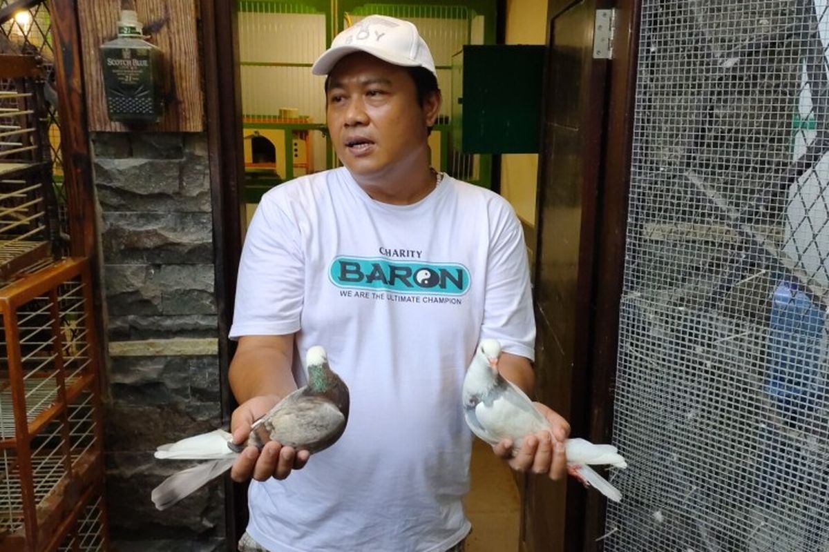 Burung Merpati "Rampok" Harganya Rp 2 Miliar, Dianggap Istimewa hingga ...
