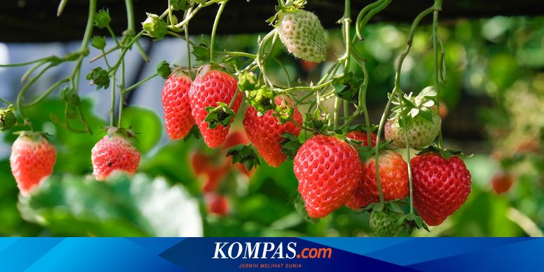 7 Manfaat Kesehatan yang Mengejutkan dari Buah Stroberi