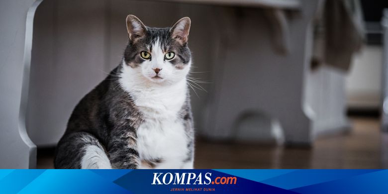 Kenapa Perut Kucing Buncit? Ini Penjelasannya