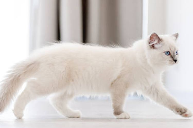 Mengenal Ras Kucing Ragdoll, Karakteristik dan Cara Perawatannya
