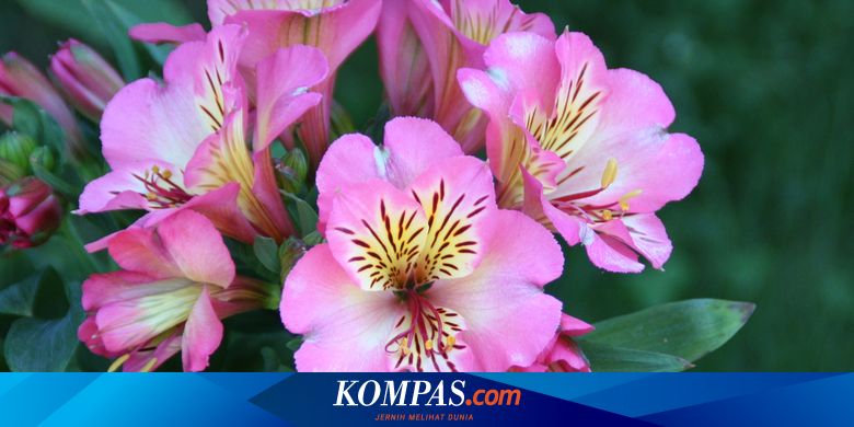 6 Bunga Cantik yang Bisa Tahan Lama di Vas