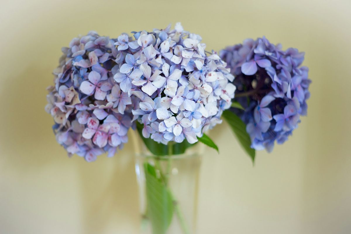 Cara Menyegarkan Bunga Hydrangea yang Layu