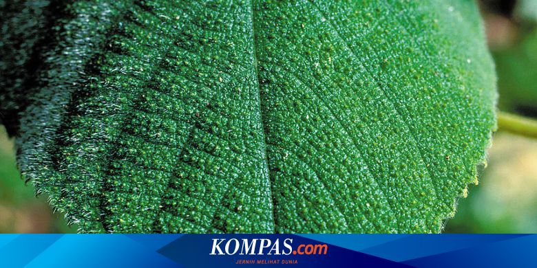 Pohon Asal Australia Ini Beracun dan Bisa Sebabkan Sakit Berhari-hari