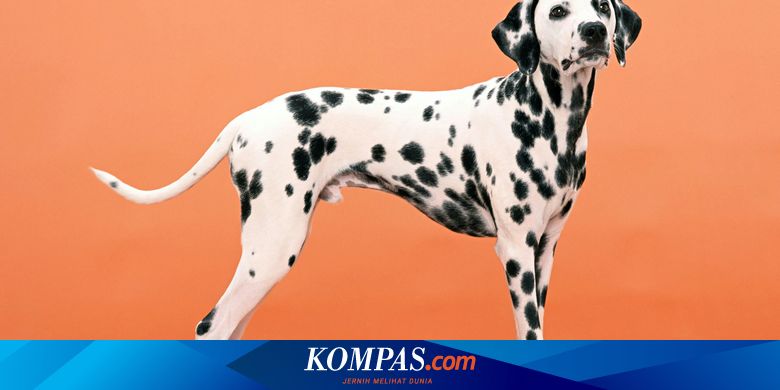 Mengenal Anjing Dalmatian, Ras Unik dengan Corak Bintik-bintik Hitam