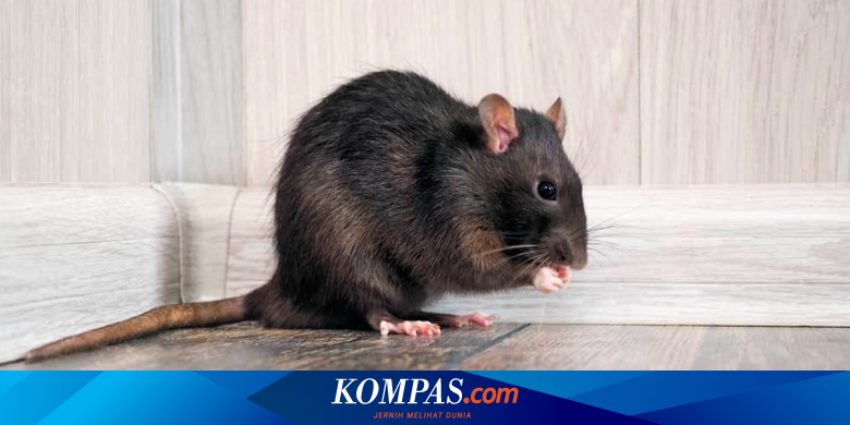 7 Kebiasaan di Rumah yang Mengundang Tikus