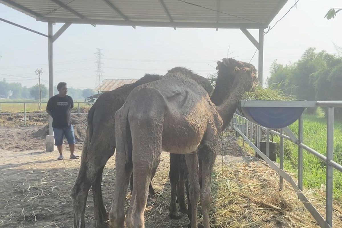 Peternak di Mojokerto Jual Unta untuk Kurban dan Koleksi