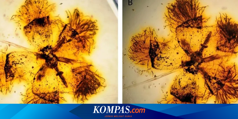 Terungkap, Asal Muasal Kemunculan Tanaman Berbunga di Bumi