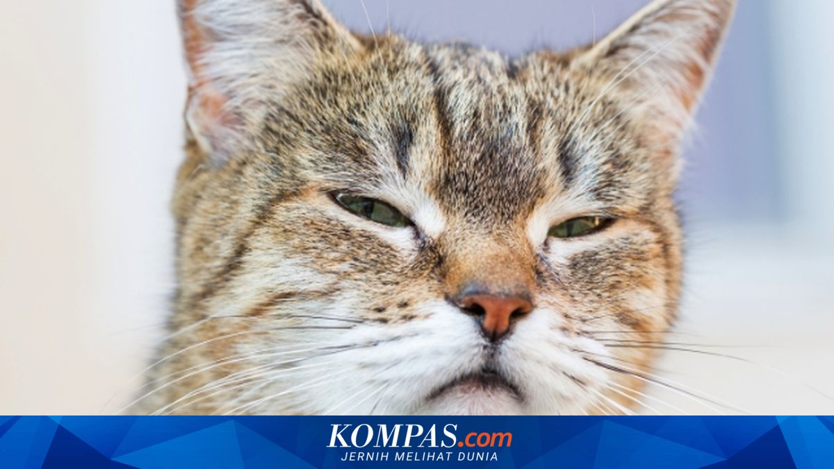 Bisakah Kucing Demam, Flu, dan Batuk Seperti Manusia? Ini Penyebabnya